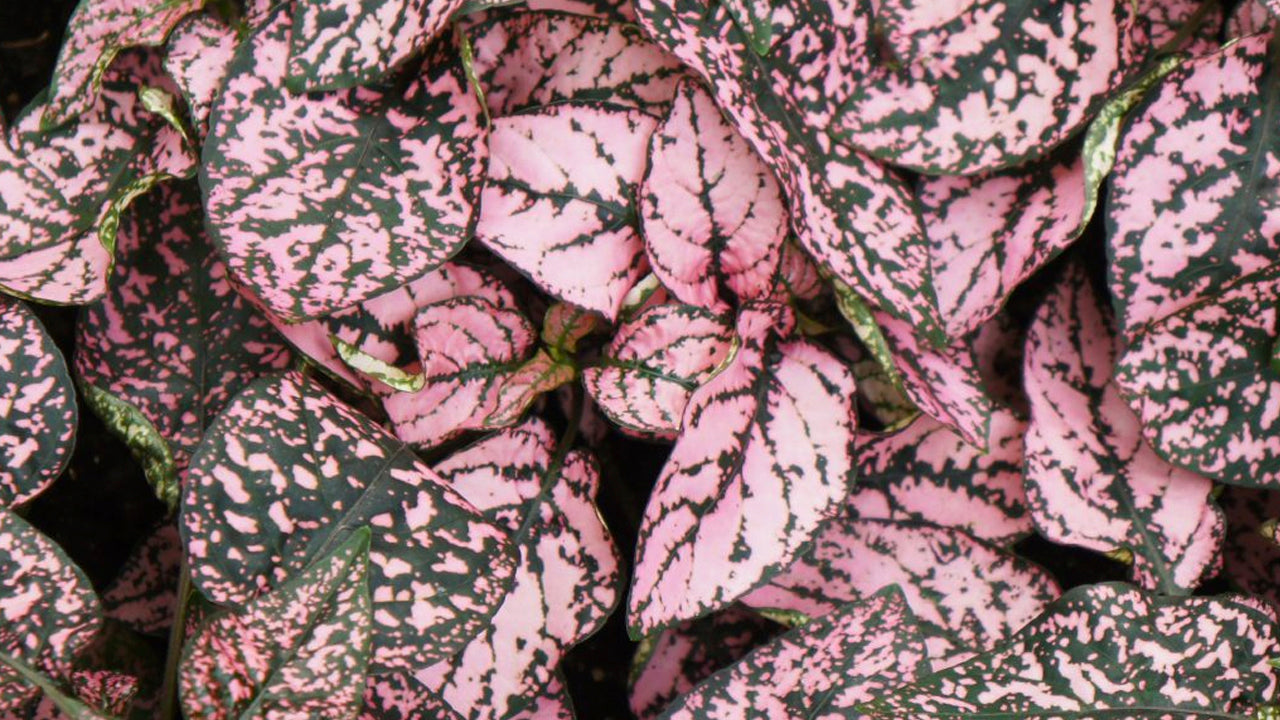 Vitamins | Plant Supplements – Verte Rx